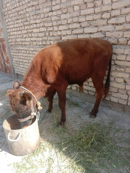 Buqa sotiladi soğlom