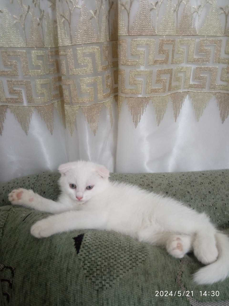 Кошка турецкая ангора