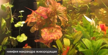 аквариумистика растения