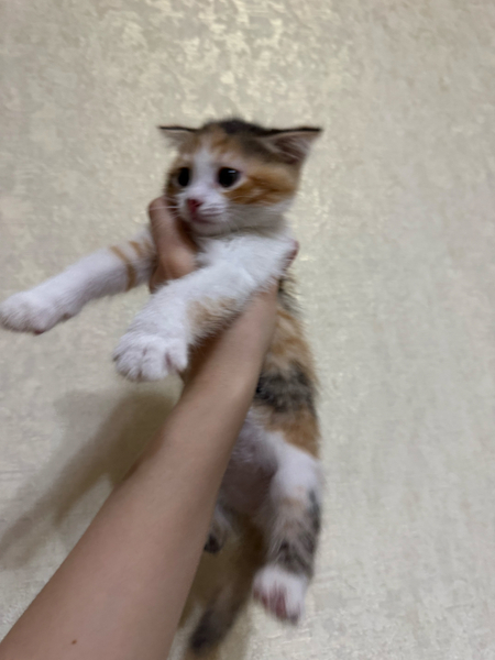 Scottish fold 2 oylik