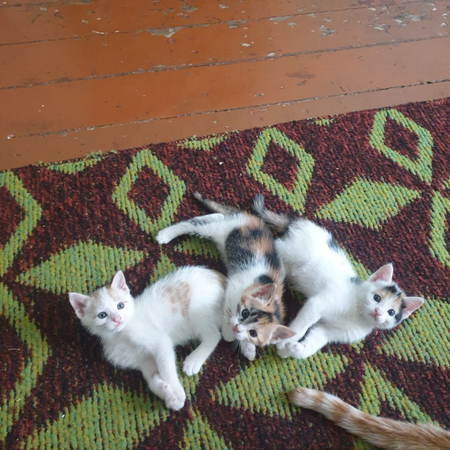 Продается кошка