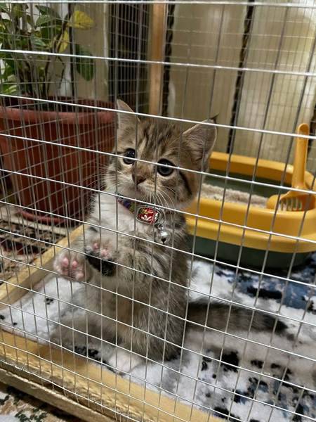 Вольер для кошек!