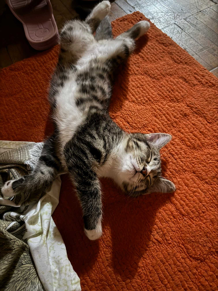 Котенок девочка в добрые руки
