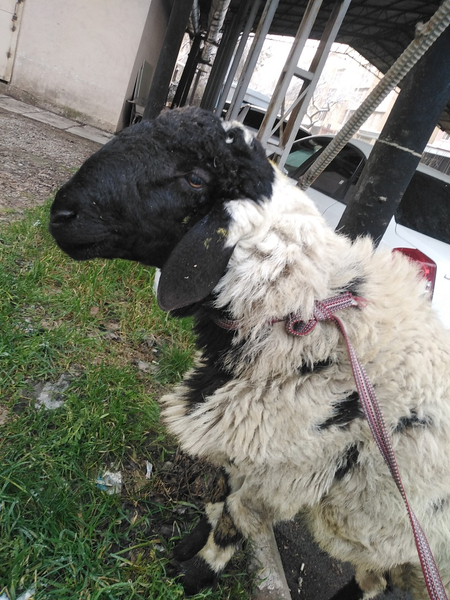 Qochqorla qoy qoylar 25 kgdan 45 kg gacan овца