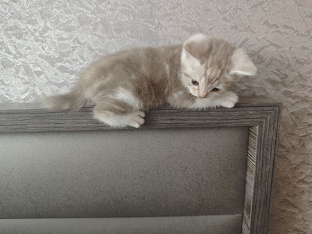 Котенок мальчик фолд