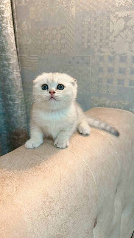 Срочно продаётся котёнки
