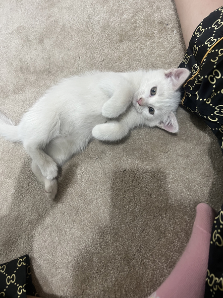 Котята доброе руки
