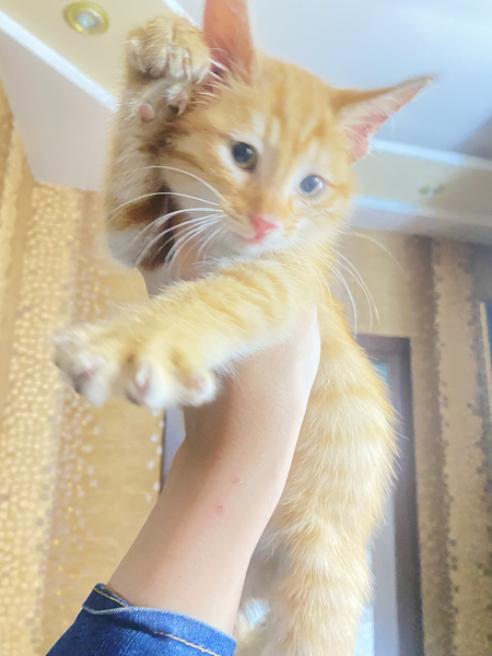 Котенок кошка