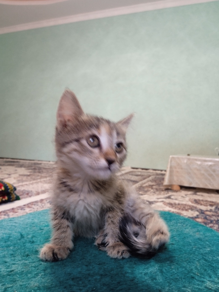 4 ta mushuk tekinga beriladi