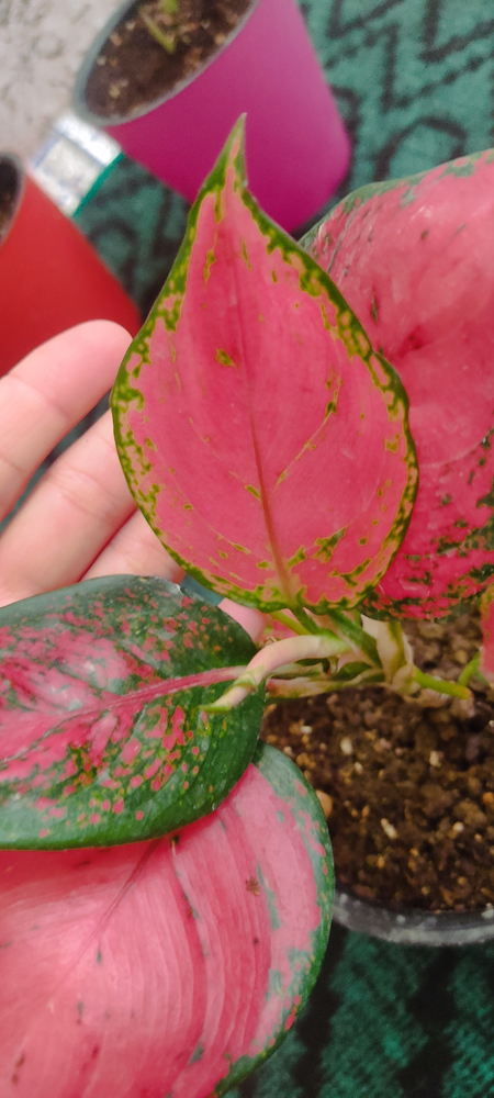 Qizil aglonema sotiladi
