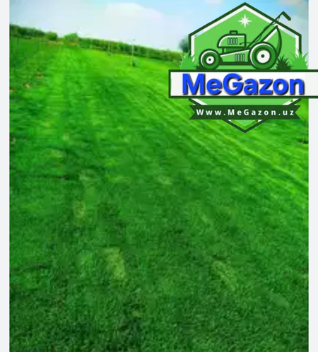 Tabiy tayyor gazon ornatamiz