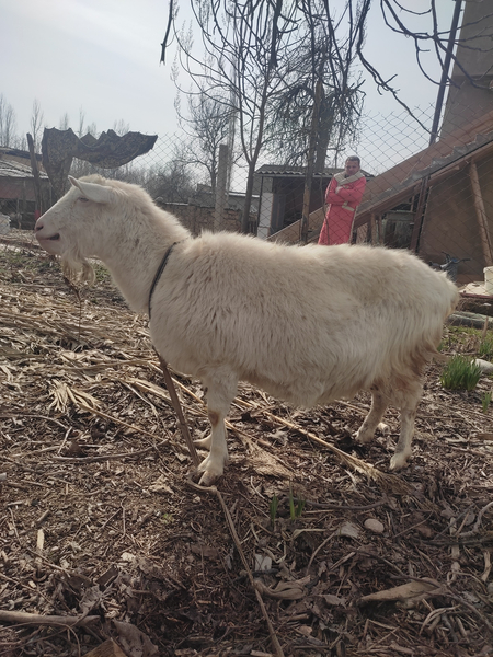 Срочно продается Каза