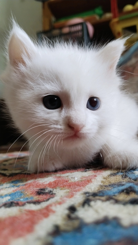 Продаются белые котята