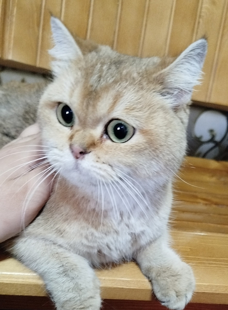 Zalatoy shinshila