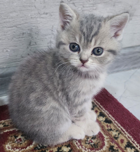Сотилади скотиш страйт