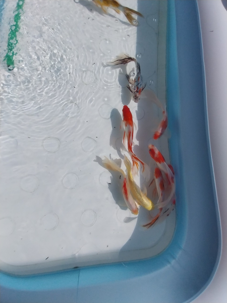 Кой бабочка / Koi butterfly