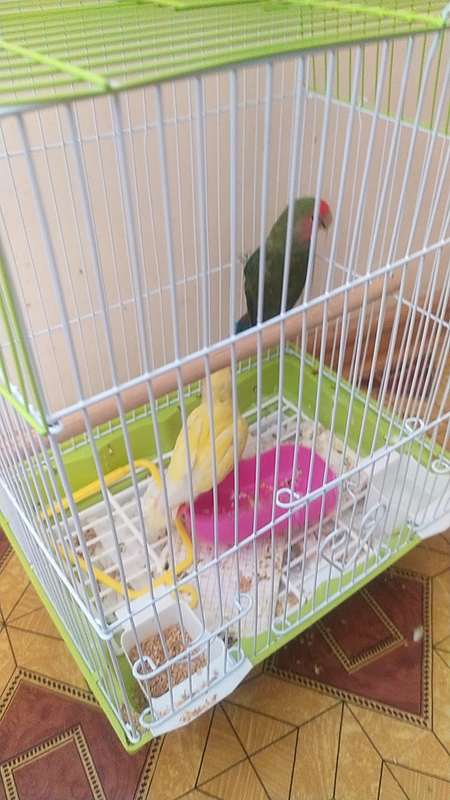 Pefchi, nerazluchka, amadina, qafaslar sotiladi