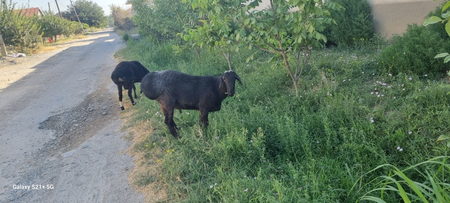 Quchqor aqiqaga yo qurbonlikka tozza qora quchqor juda chiroyli