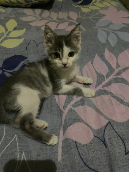 Котенок бесплатный Ташкент Мальчик