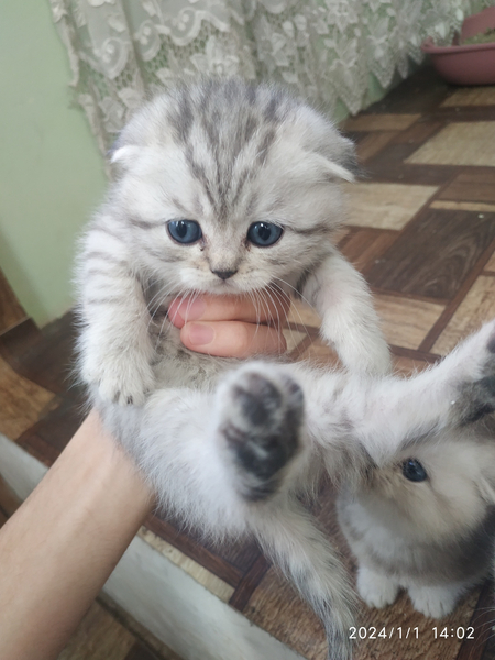 Скоттиш фолд (7 недель)