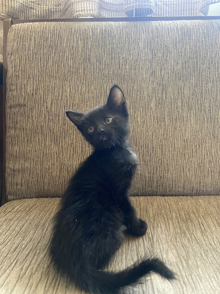 Котята в добоые руки