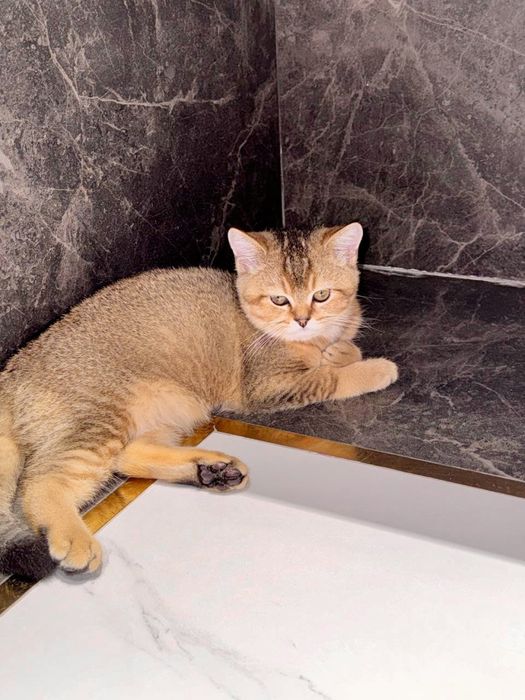 Продаётся Котик Золотая шиншилла