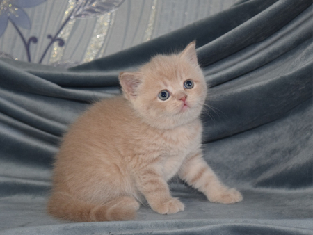 Продаю Котят шиншилы