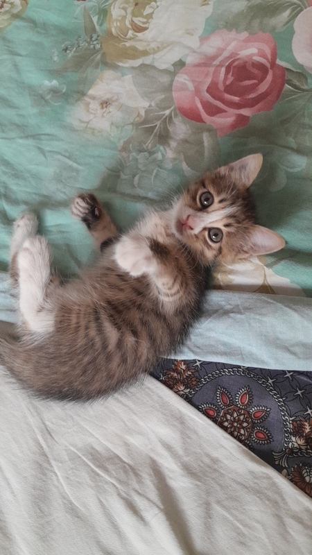 Сингапурская котенок 2 месяца