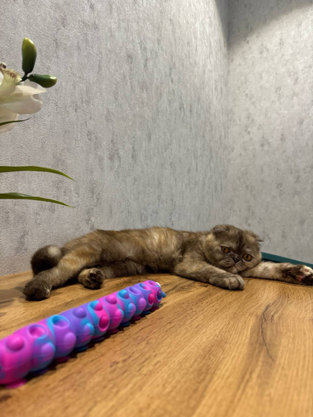Скоттиш фолд
