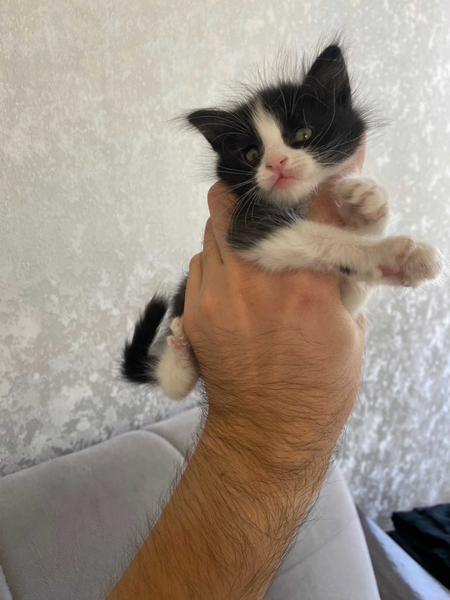 Котенок в хорошие руки