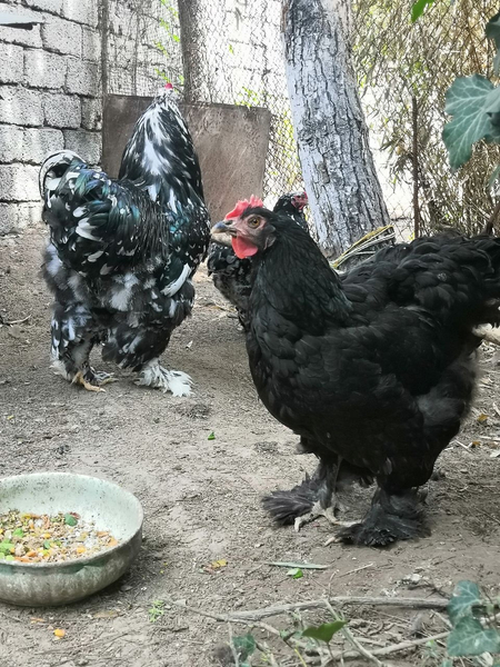 Есть в продаже брама гигант цыплята