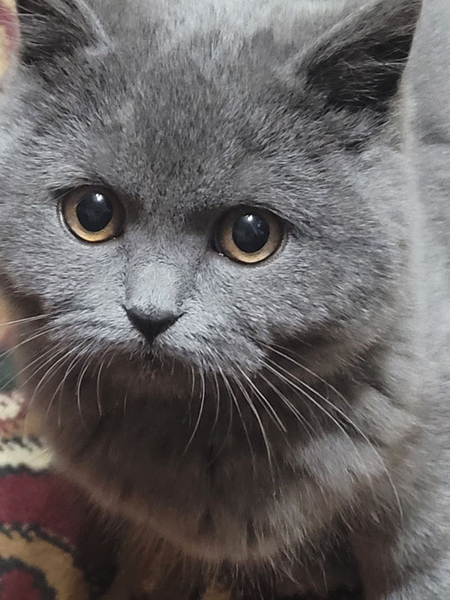 Скотиш страйт