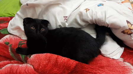 Котёнок мальчик 2,5 месяца