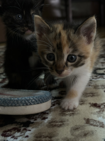 Котята в хорошие руки! Бесплатно!