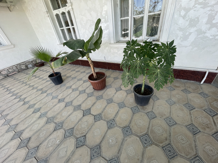 Papaya kochati / Папая дерево
