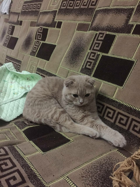 Скоттиш Фолд Кот ищит вязку