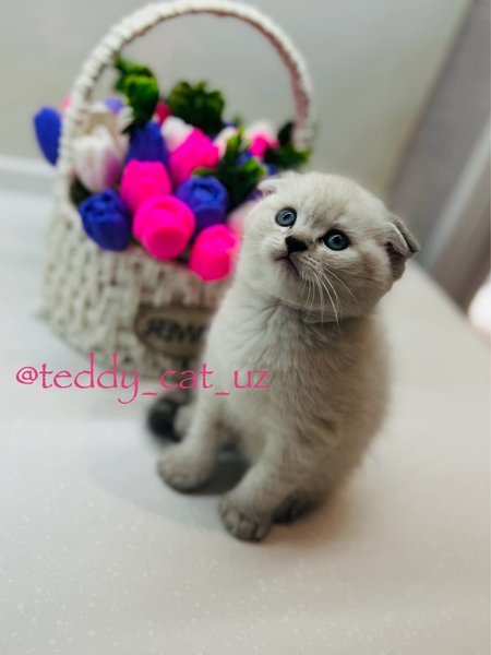 Серебряная шиншилла чистокровные медвежаты