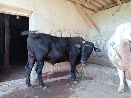 Букалар соглом пародали
