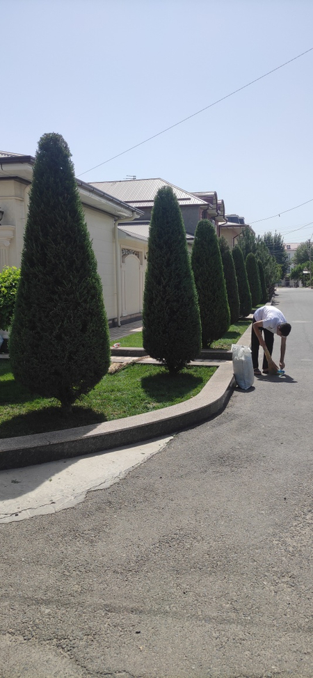 Archa kesish xizmati