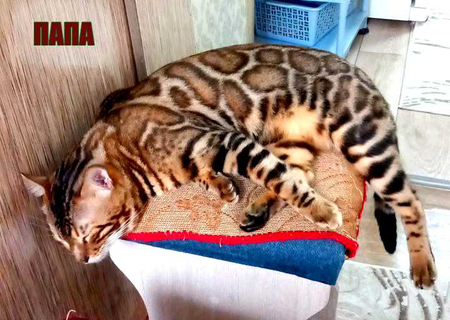 Бенгальский  котёнок