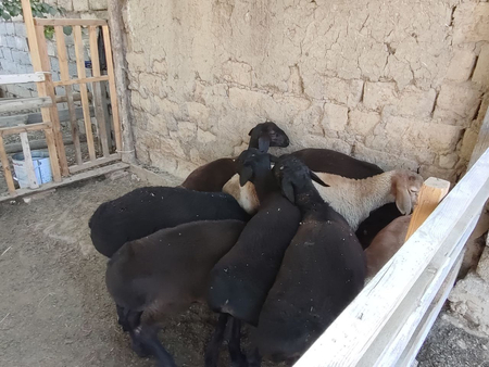 Qo'y Sotiladi ..