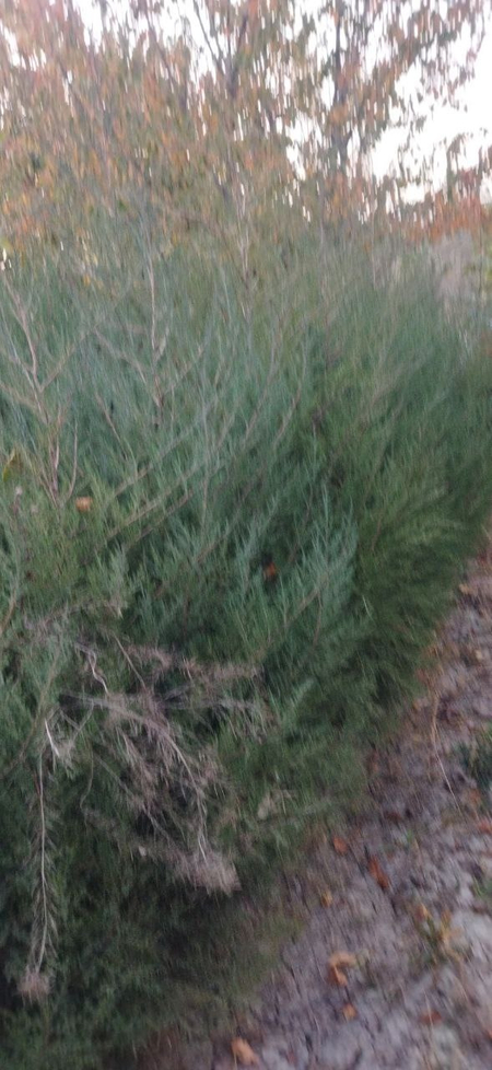 Manzarali daraxt koʻchatlari bor