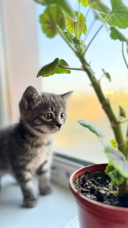 продается котенок + лоток+посуда для еды