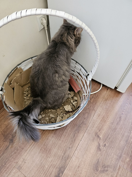 Кошка скотиш чистая
