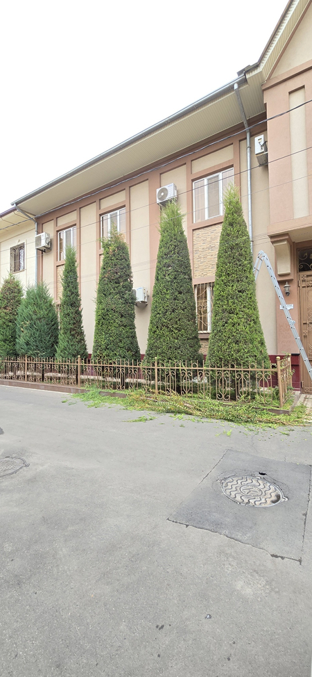 Archalarga forma berish  dorilash gazon dorilash va o\\\'rish xizmatlari