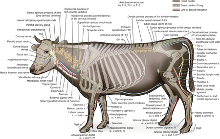 Avitsenna Vet veterinariya xizmati