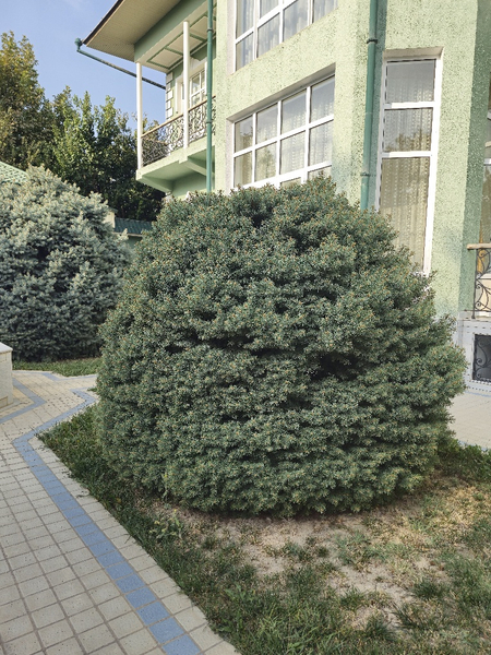 Голубые ели 20 лет