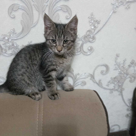 Бесплатно котята в добрые руки