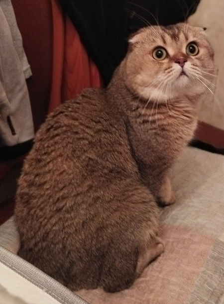 Вязка кота  Шиншилла
