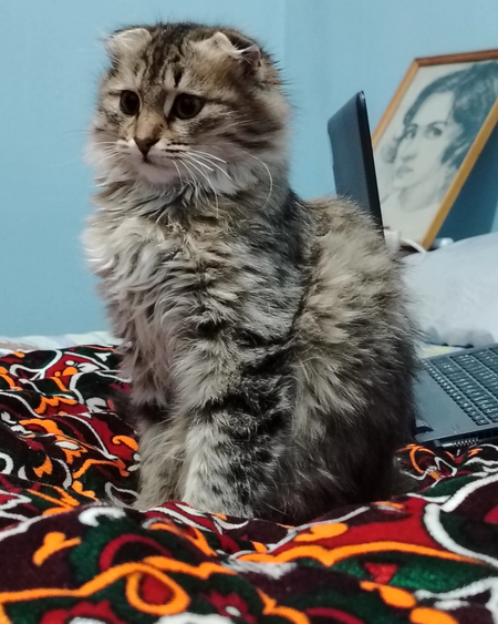 Вислоухий котёнок